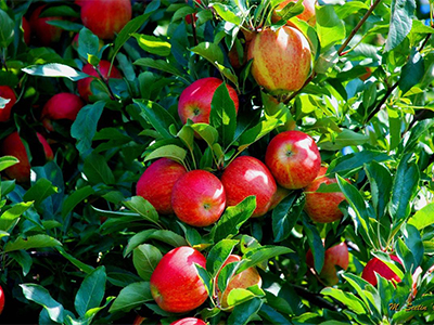 Pennings Farm Market Warwick NY