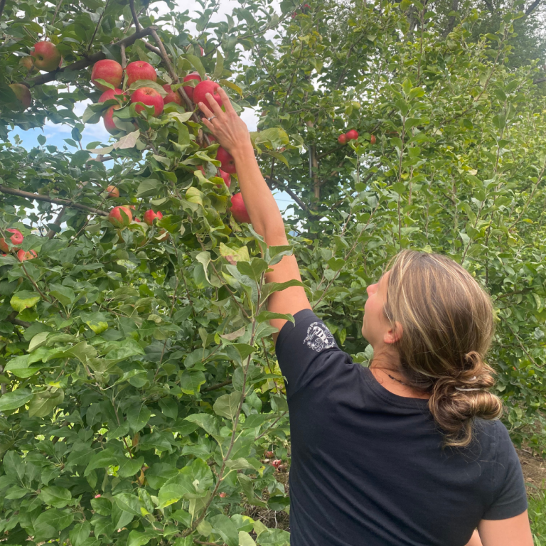 Apple Picking in Warwick, Orange County NY - Pennings Farm Market