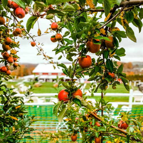 Apple Picking in Warwick, Orange County NY - Pennings Farm Market