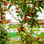 Apple Picking in Warwick, Orange County NY - Pennings Farm Market